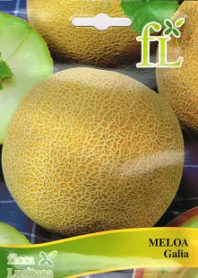 磊 Meloa Galia - 0.5gr | Hortanimal